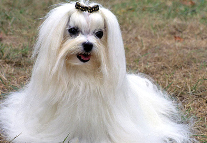 مالتیز - پت شاپ اینترنتی فرمانیه | درمانگاه حیوانات خانگی